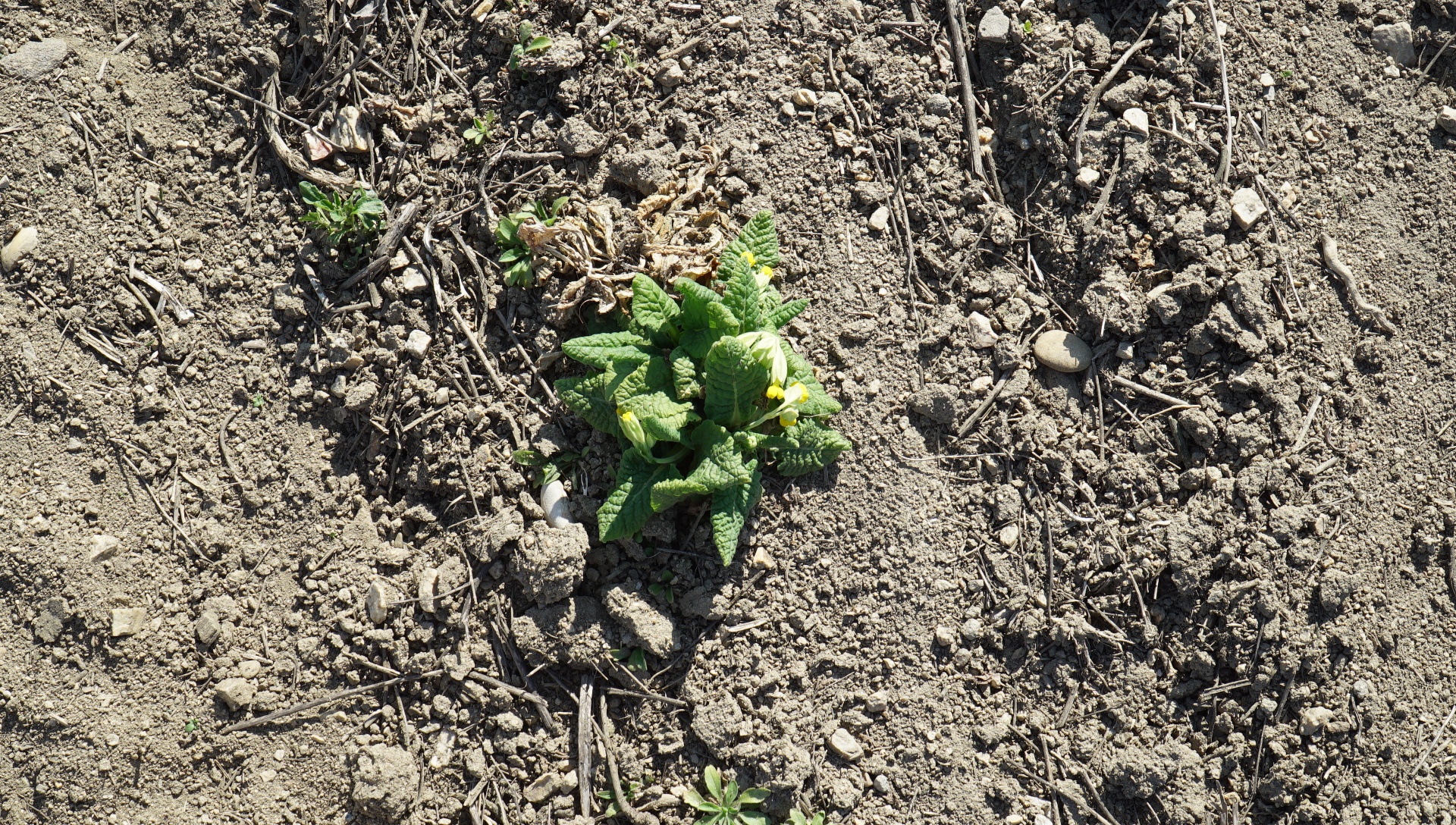 Rahat Roboflow Universe