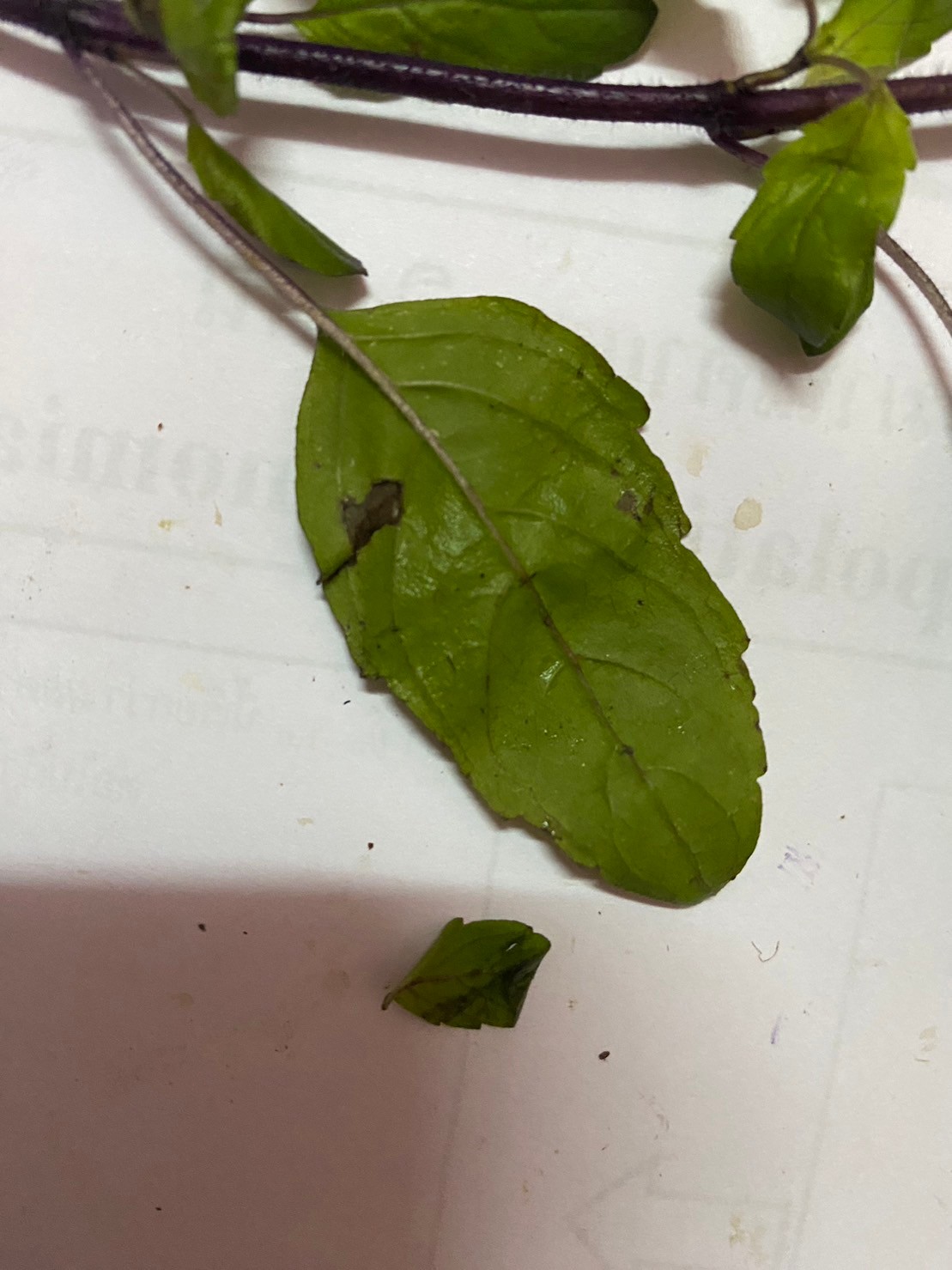 Basil Object Detection Model by chickenduckegg