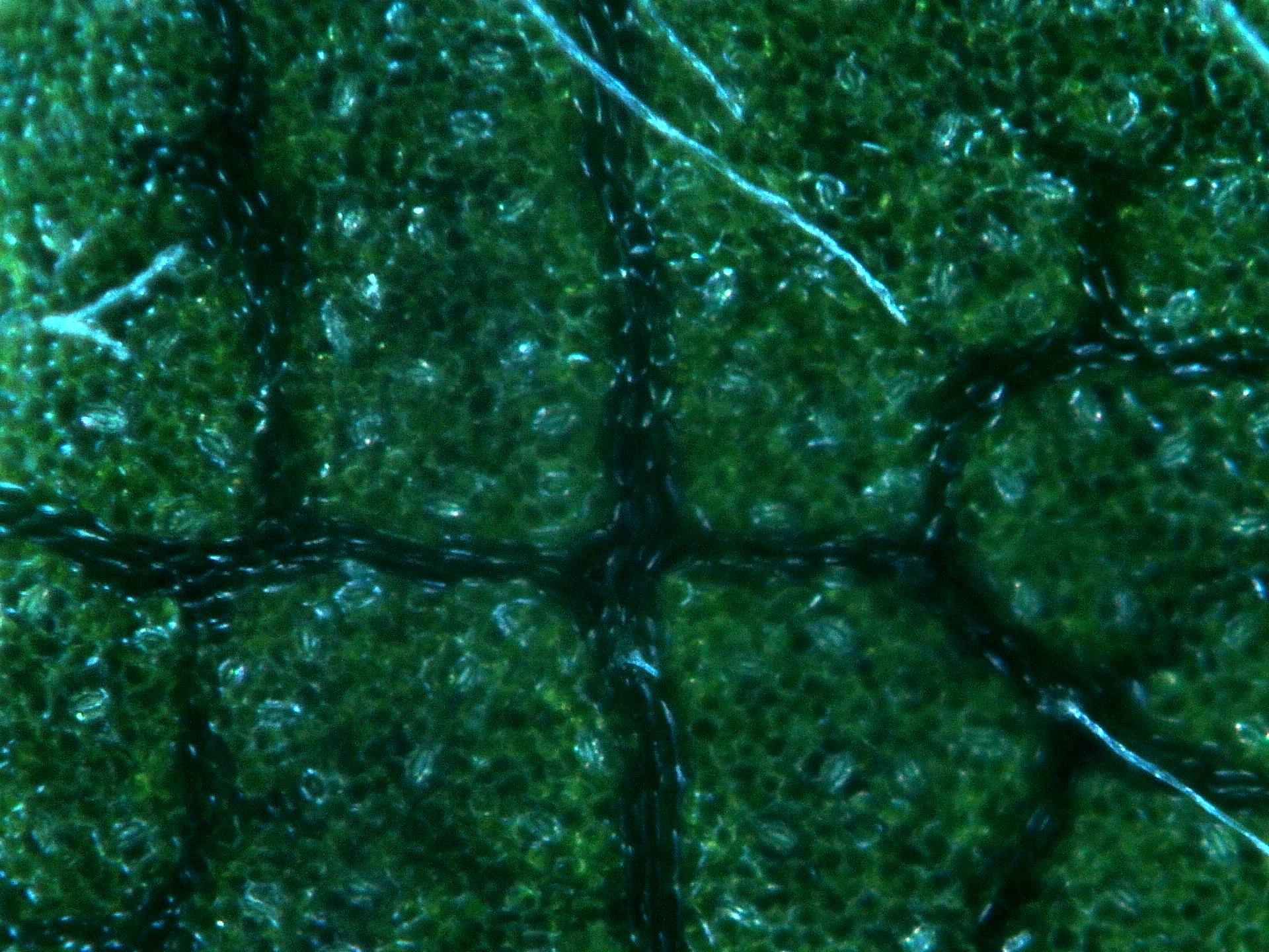 Stomatal density - Roboflow Universe