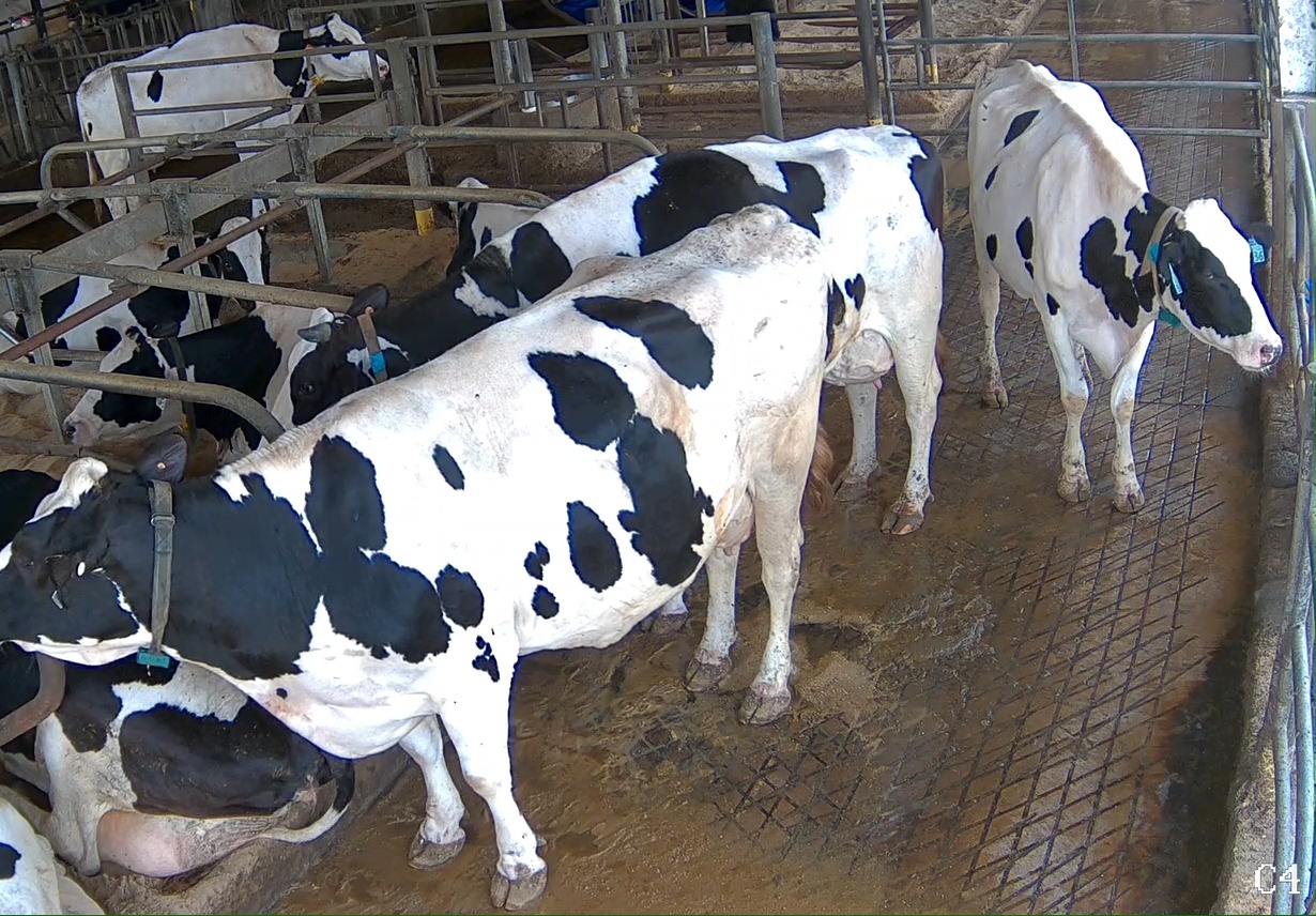 Animal Behavior detection Instance Segmentation Dataset and Pre-Trained Model by Animal behaviour