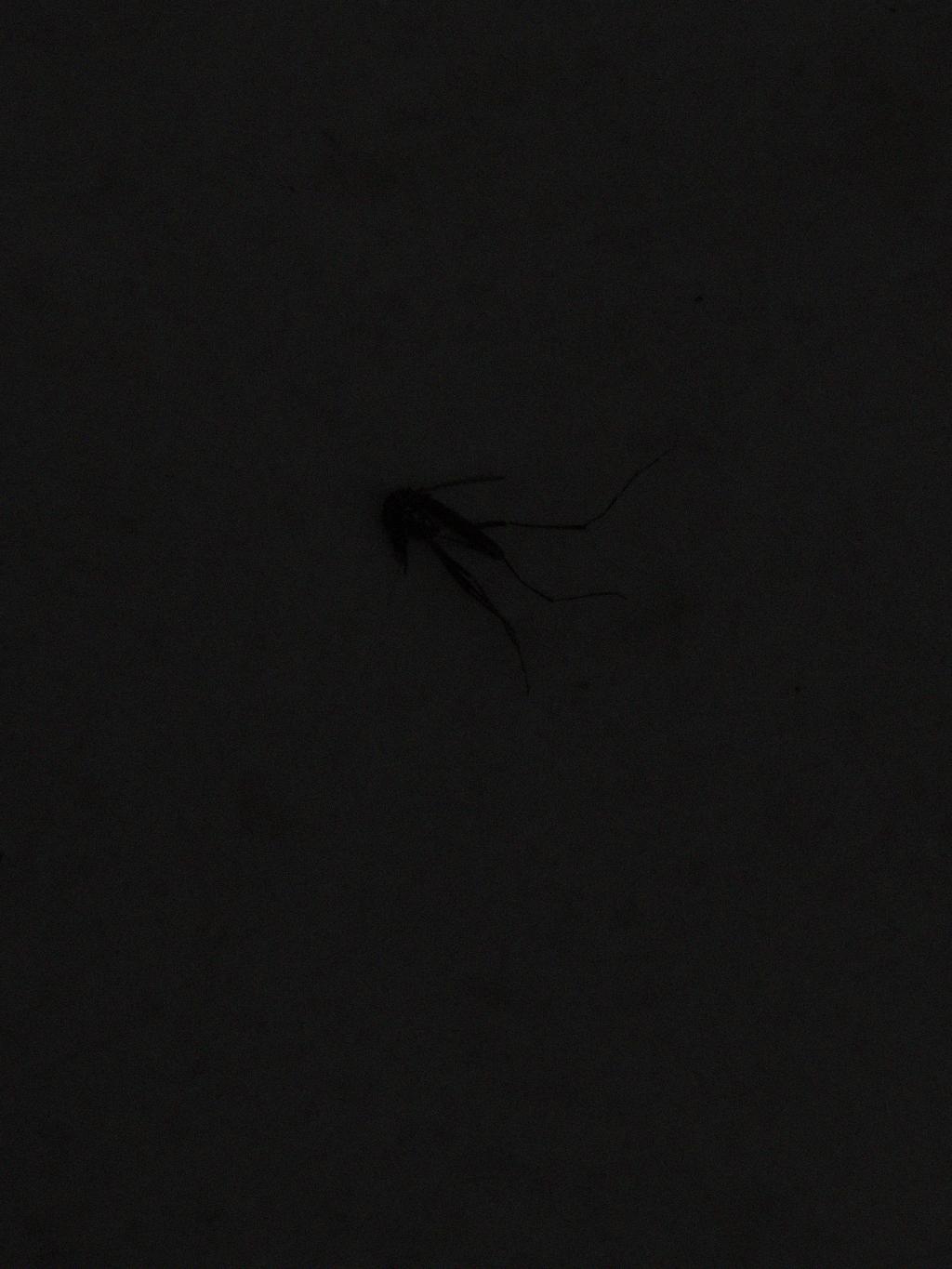 How To Use The Low Light Detection Object Detection Api