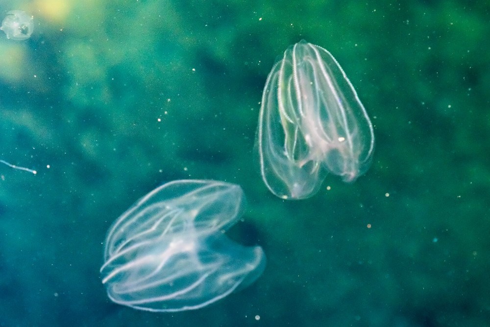 Jelly Counter Object Detection Dataset and Pre-Trained Model by Aarhus ...