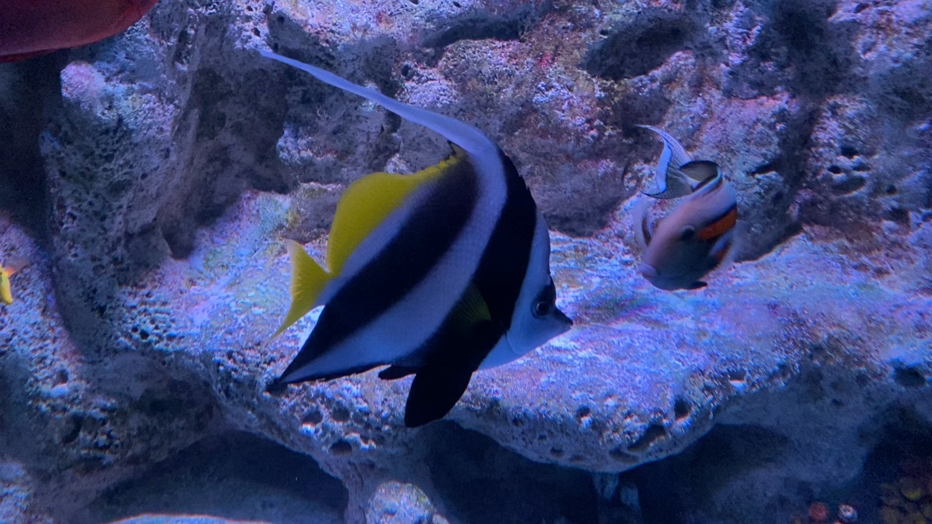 fish (fish-tstml) - Roboflow Universe