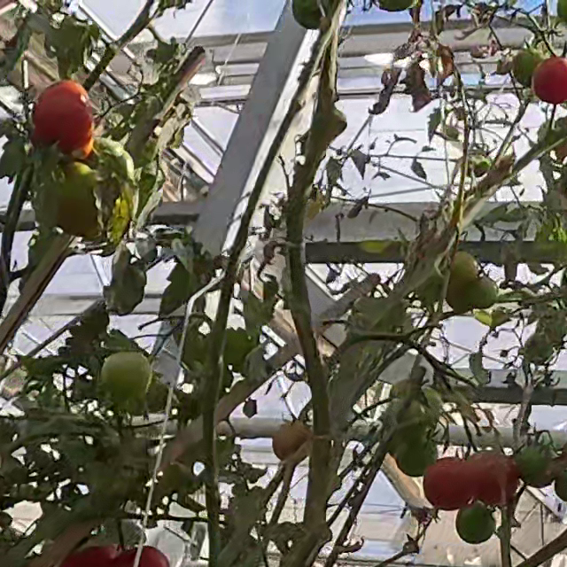 tomatos Object Detection Dataset by meh