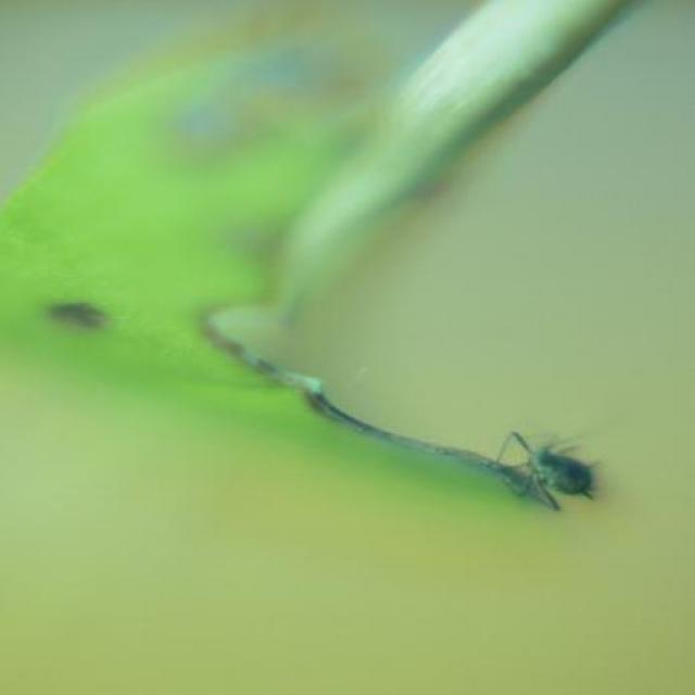 Pest Detection Object Detection Dataset By No