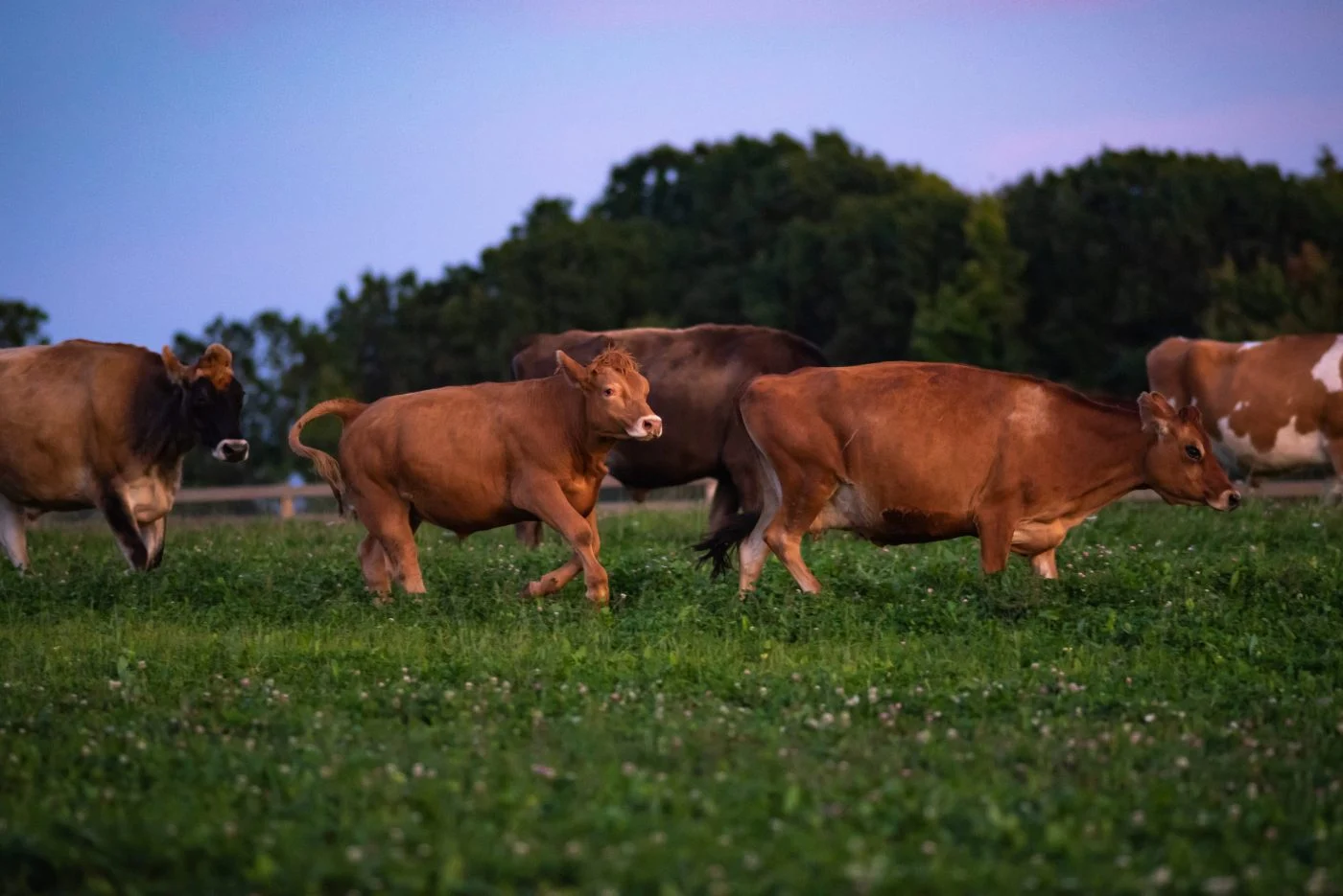 Cows Object Detection Dataset by masinnagemine