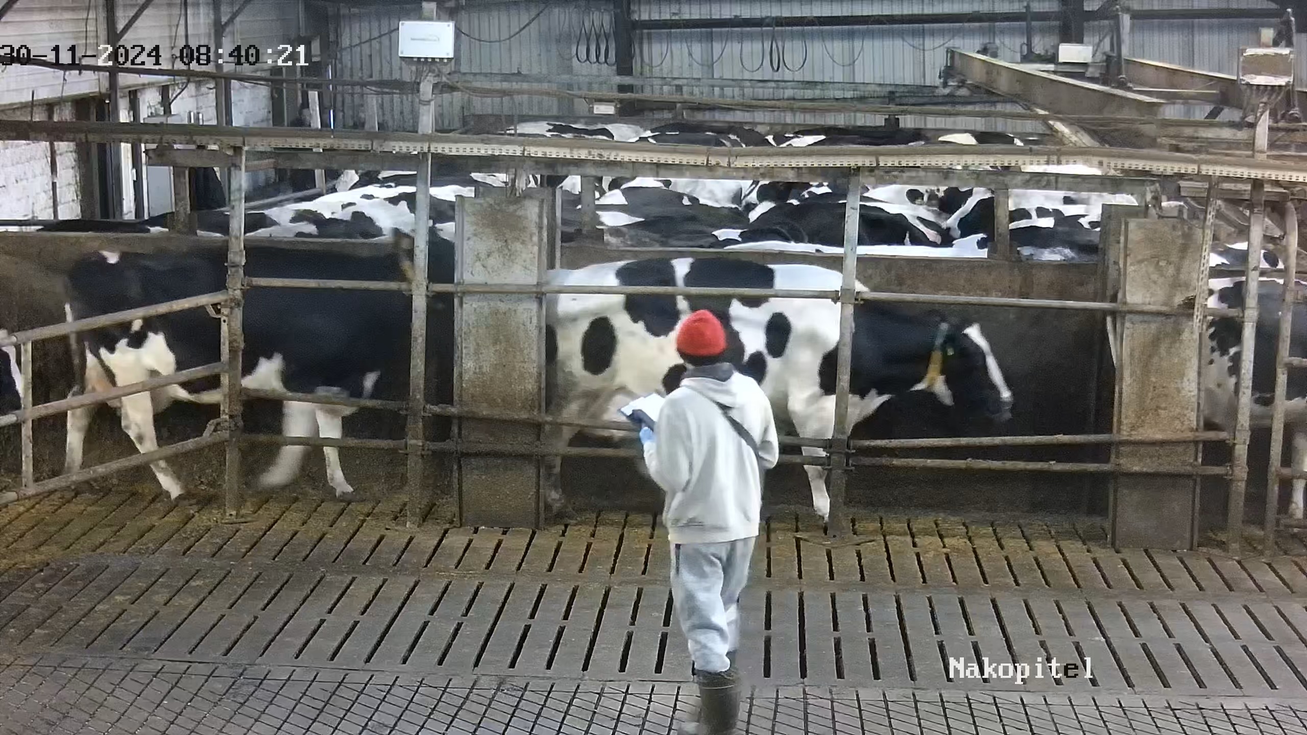 cow Keypoint Detection Dataset by igor