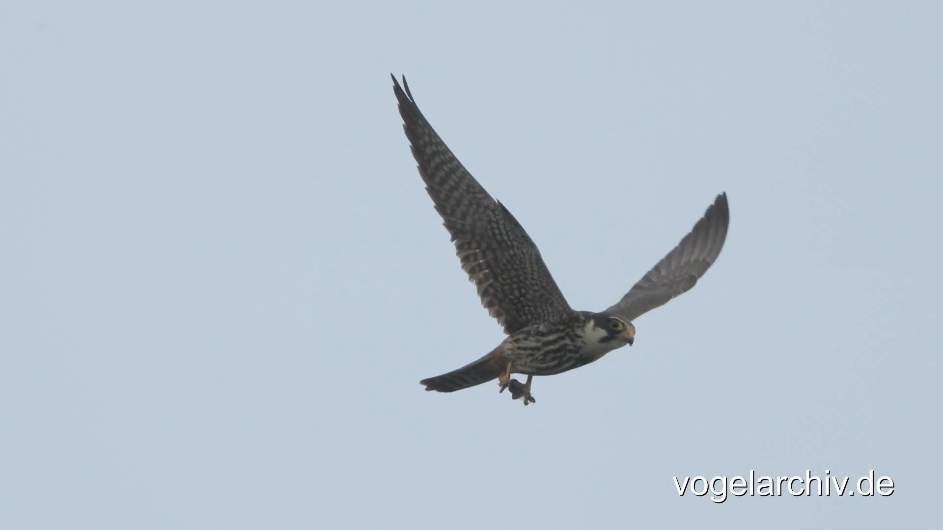 Drone Vs Bird Object Detection2 Object Detection Dataset And Pre