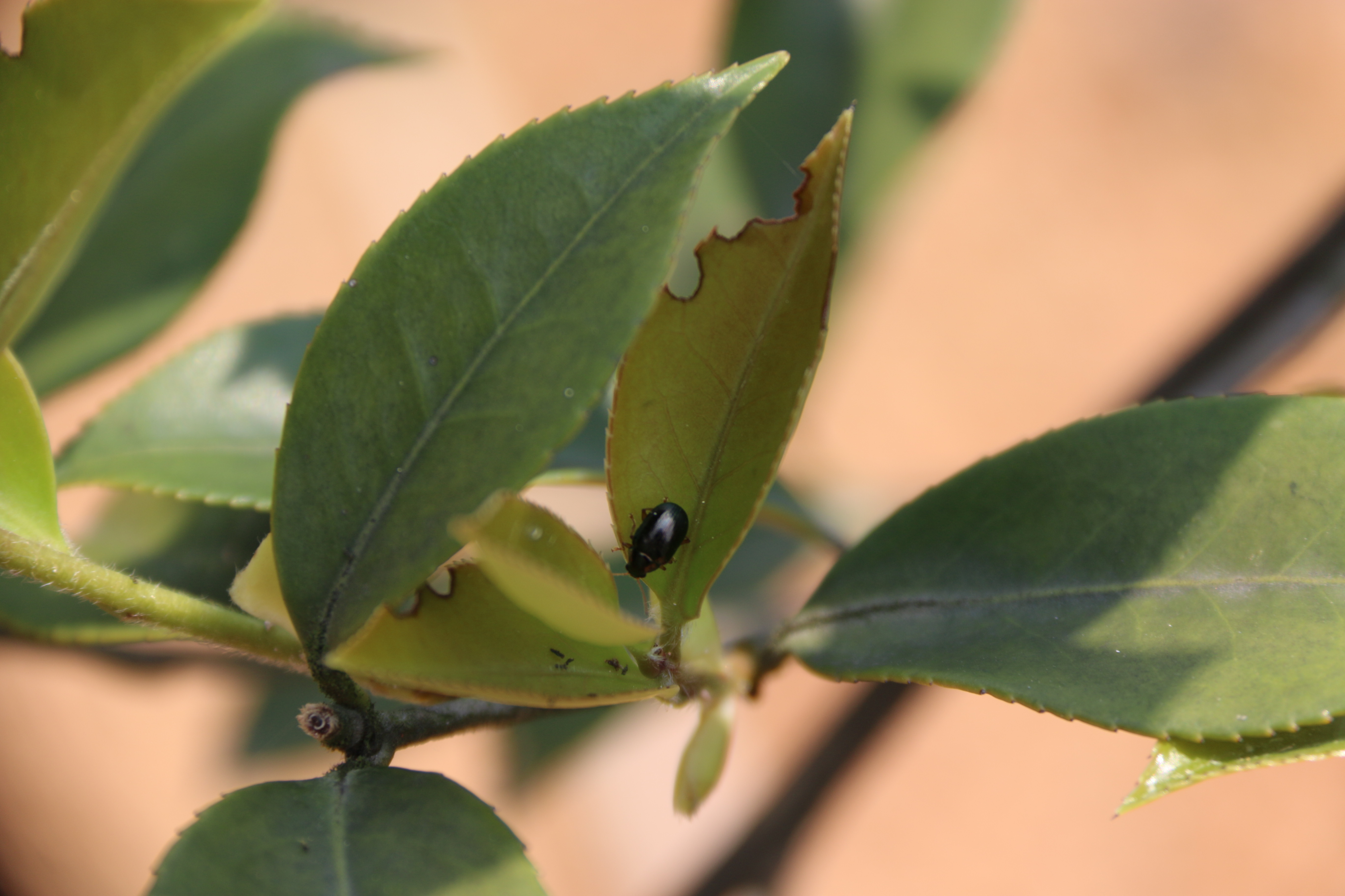 TTOP Object Detection Model by CAT110k