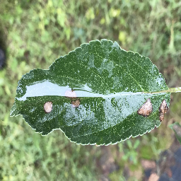 gray test Object Detection Dataset by detection