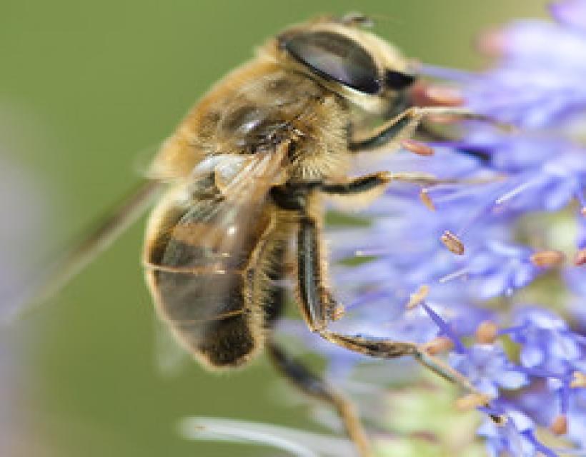 Bee Project Object Detection Dataset by AI concepts