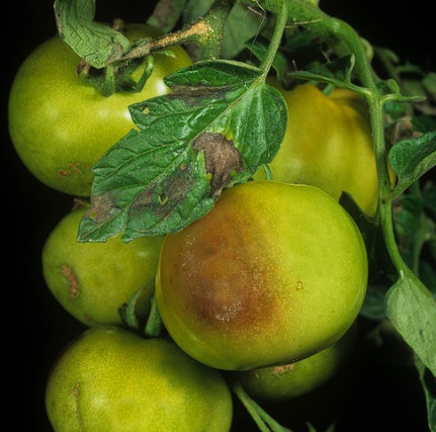 Tomato Fruit Diseases Detection Object Detection Dataset by kien