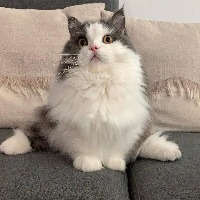 Cat COCO Object Detection Model by Cat COCO images