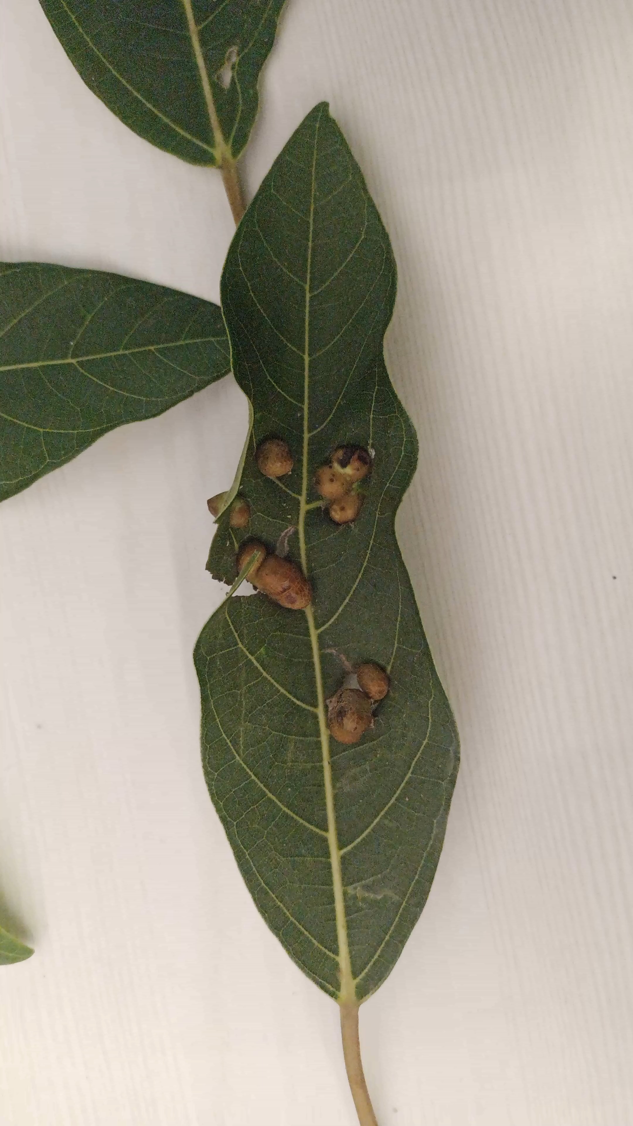 How to Use the plant-leaf-disease Object Detection API