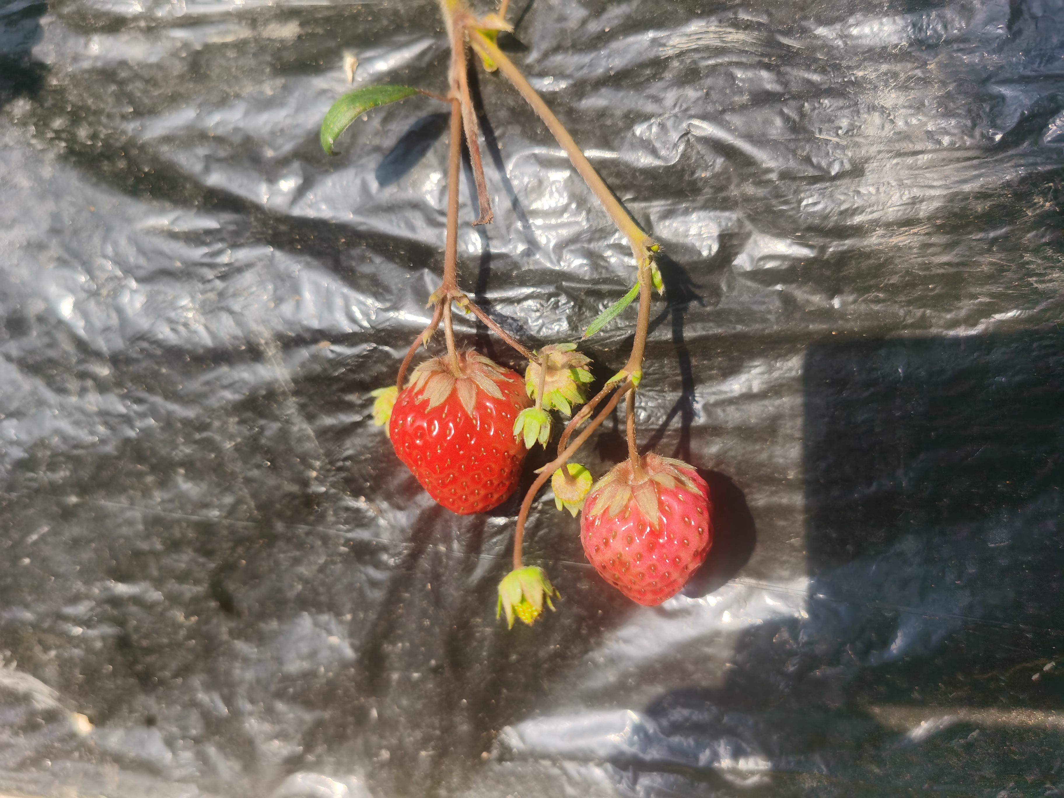 Stawberry Label (Labelme) Instance Segmentation Dataset by Edge ...