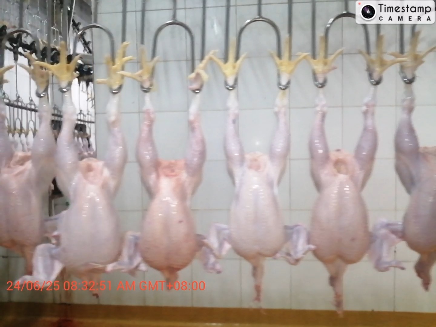 bird-counter v2 Object Detection Dataset and Pre-Trained Model by chickencounter