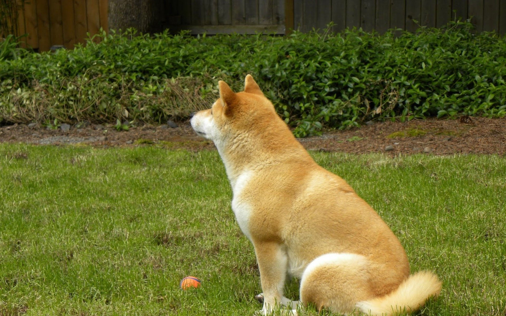 segm Instance Segmentation Dataset by 2