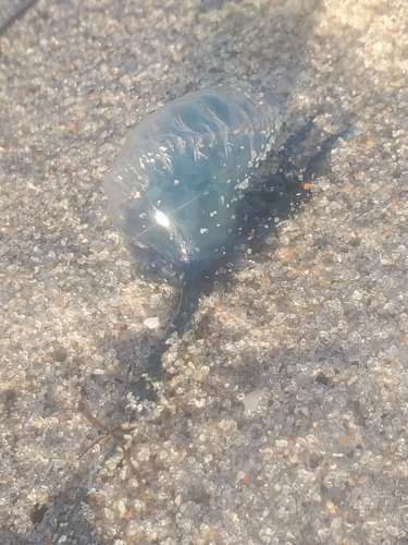 physalia_segmentation Instance Segmentation Dataset and Pre-Trained Model by physaliaML