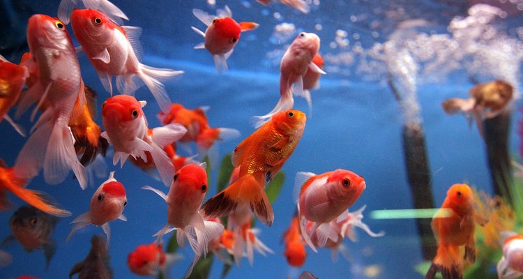 Fish Detection Object Detection Dataset and Pre-Trained Model by Thirdy