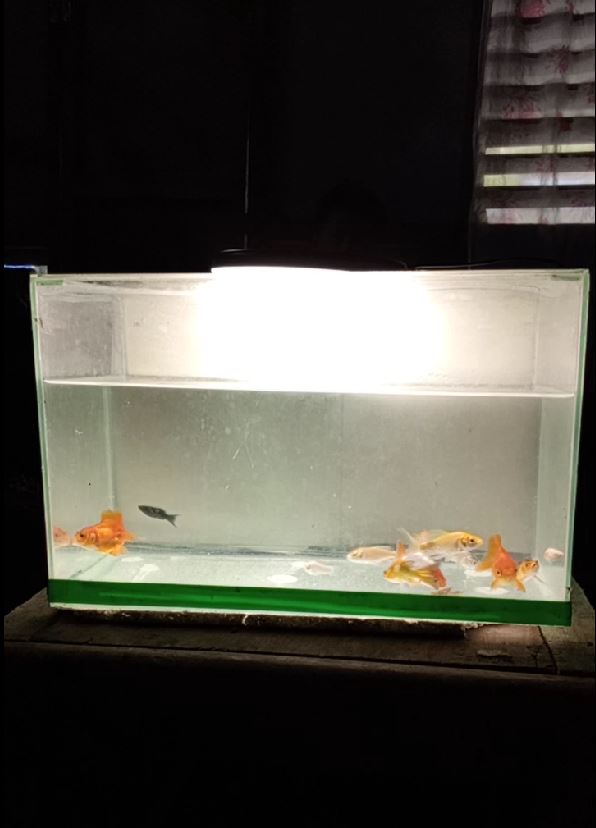 Custom Fish Obejct Detection Object Detection Dataset and Pre-Trained ...