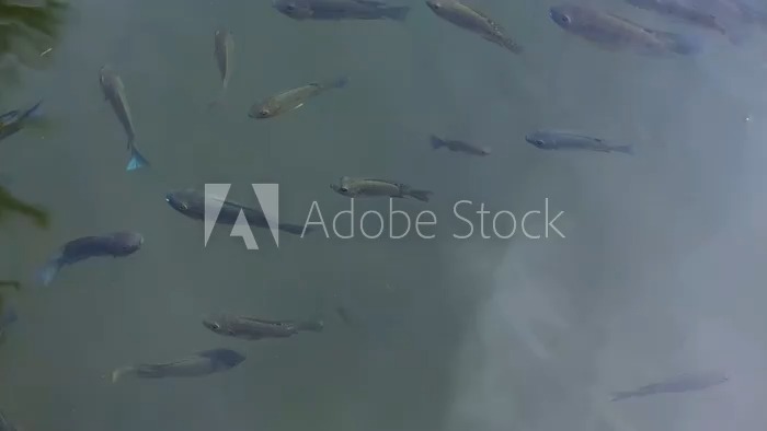 measure and fish count Object Detection Dataset by diana