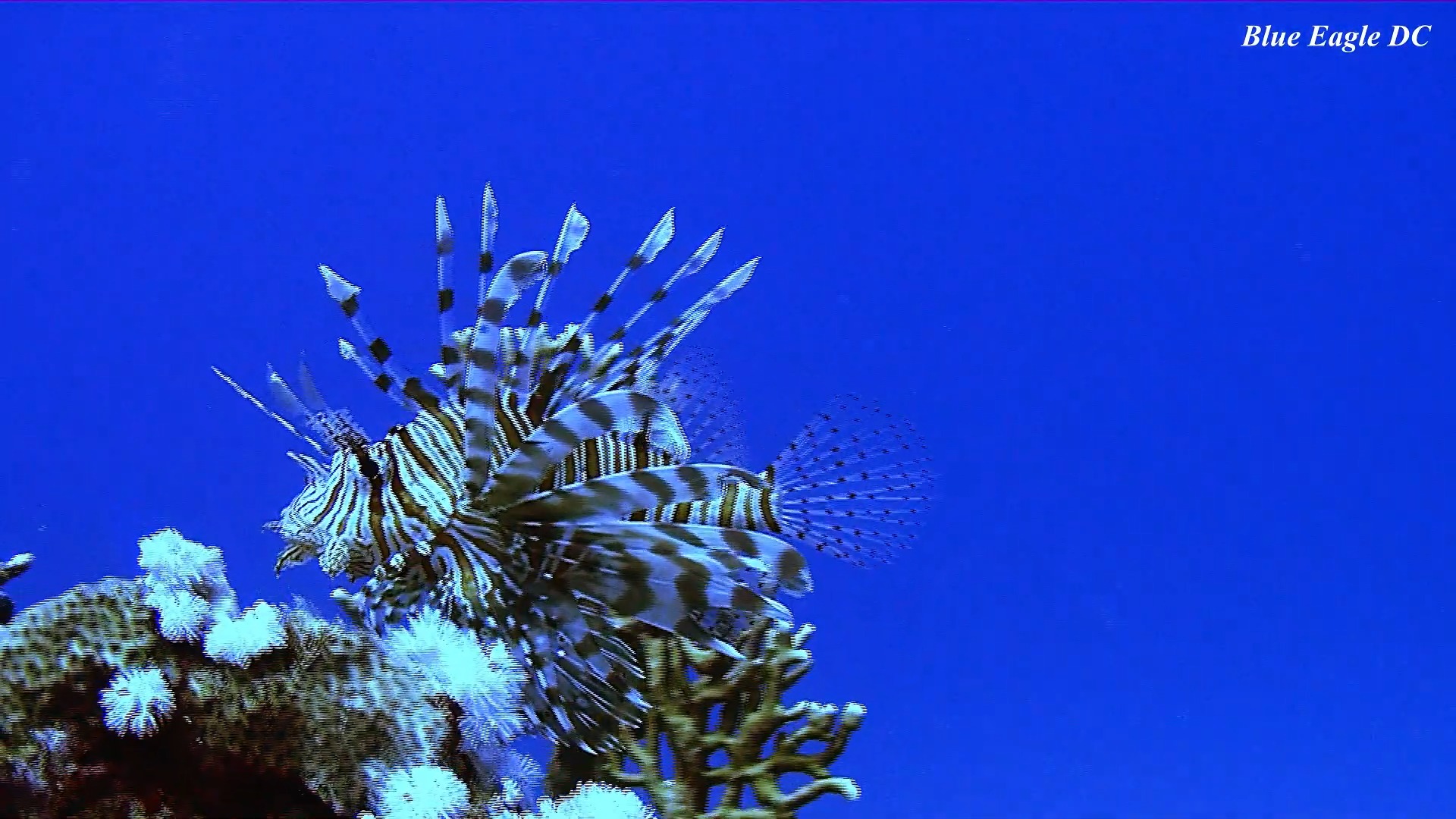 How to Use the lionfish Object Detection API