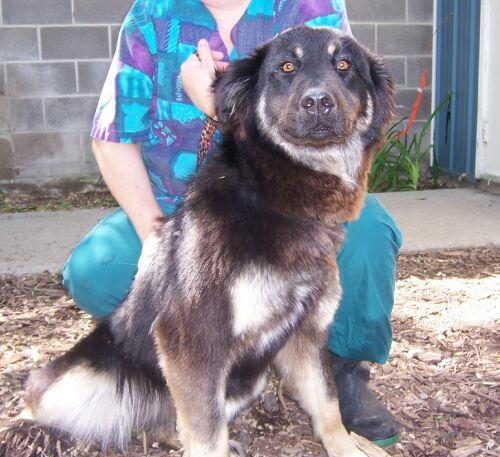 Dogs Classification Dataset and Pre-Trained Model by Capstone