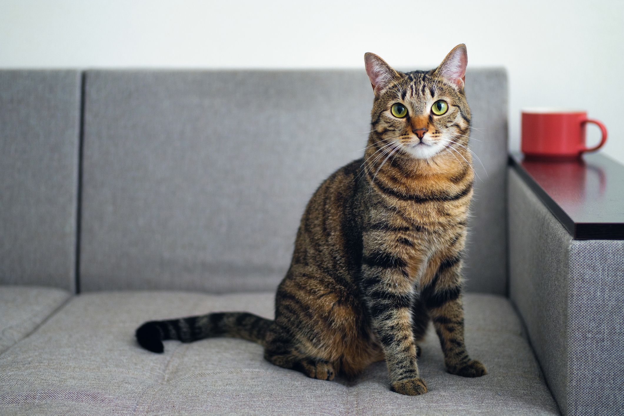 Cat Detection Object Detection Dataset And Pre Trained Model By Me