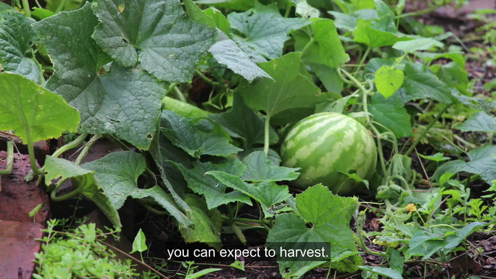 watermelon Instance Segmentation Dataset by Memoona