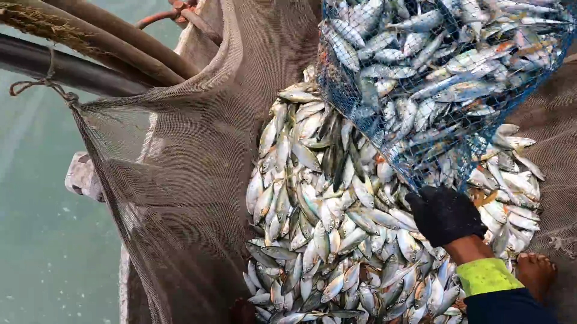 Fish group classification Instance Segmentation Dataset by My Projects