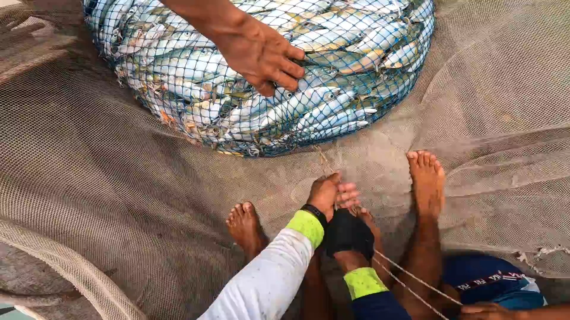 Fish Classification Instance Segmentation Dataset and Pre-Trained Model ...