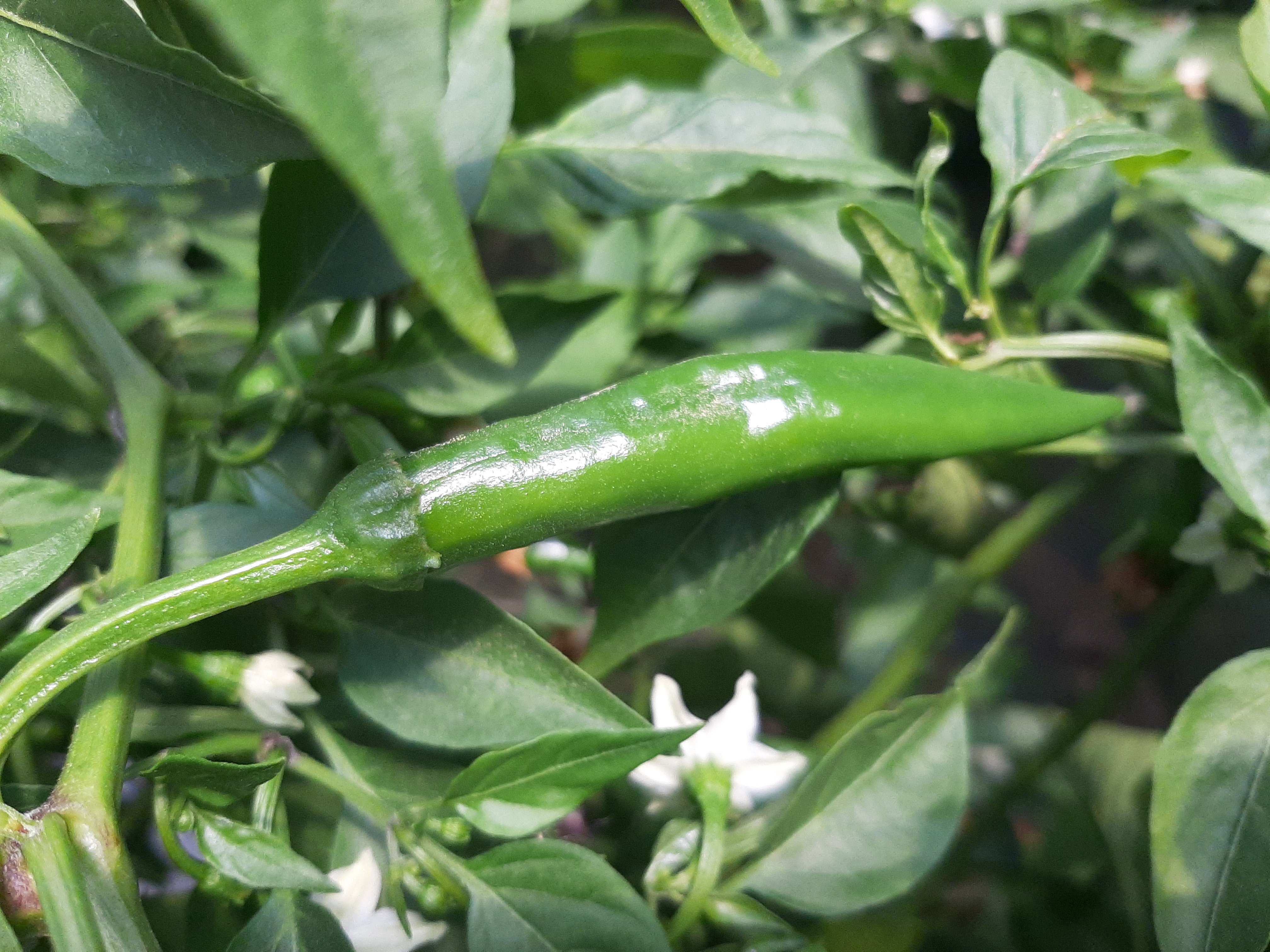 data integration Object Detection Dataset and Pre-Trained Model by ...