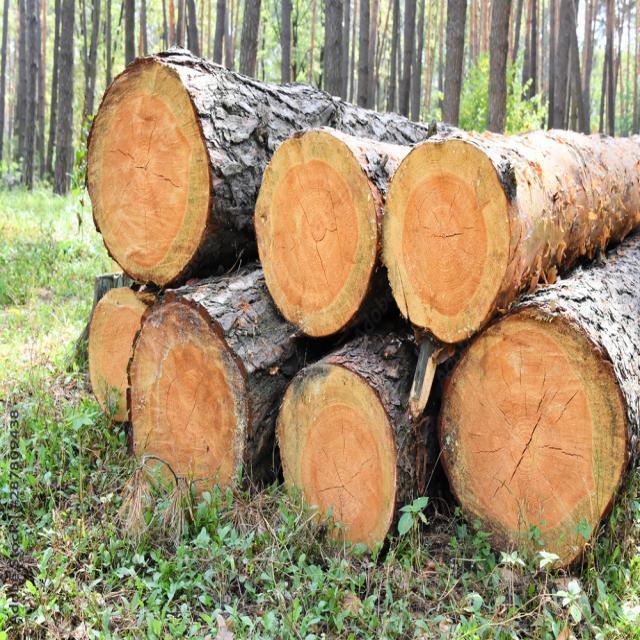 Forest Guard Final Database Object Detection Dataset and Pre-Trained Model by Wood Guard