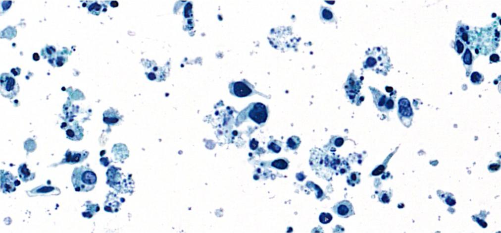 Cell Detection Object Detection Dataset By Ntut Bio Lab