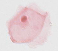 cell segmentation(step 2) Instance Segmentation Dataset by ntut bio lab