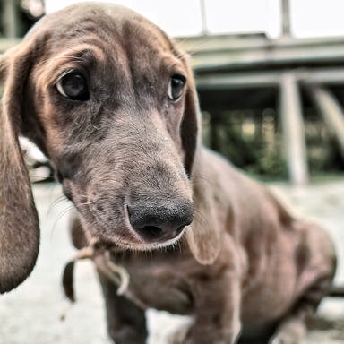 Dog emotion Object Detection Model by xin