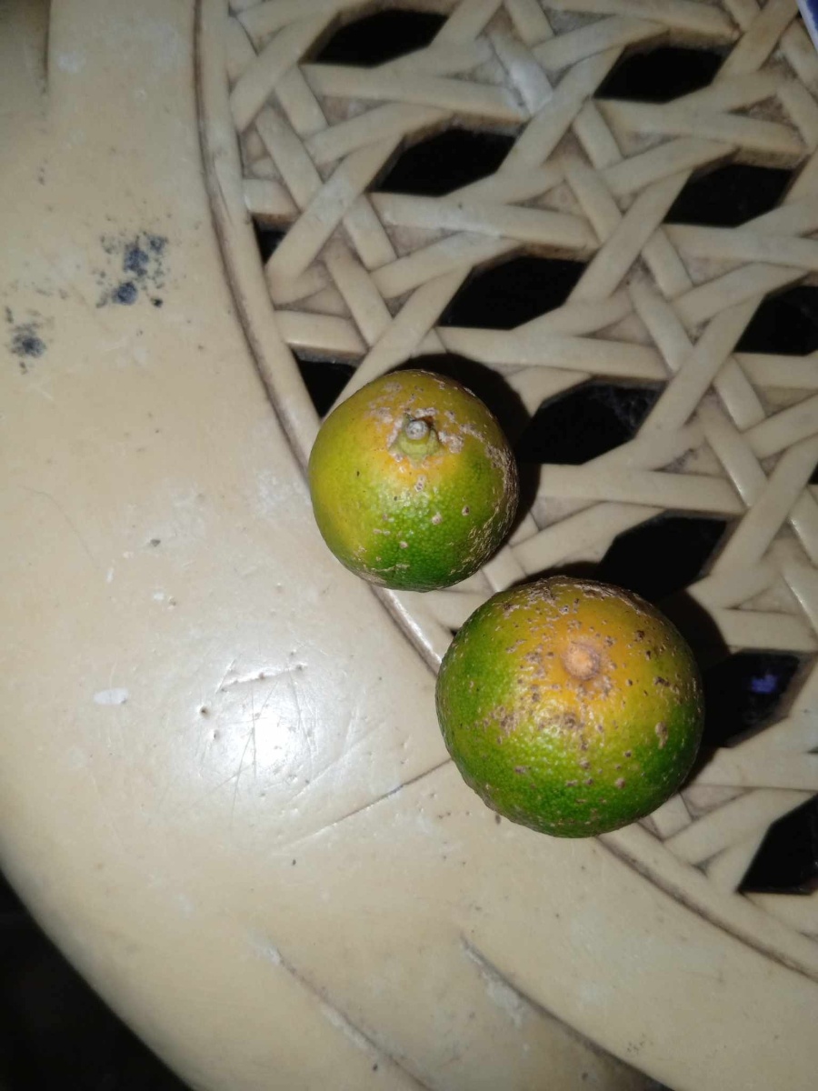 How to Use the calamansi Object Detection API