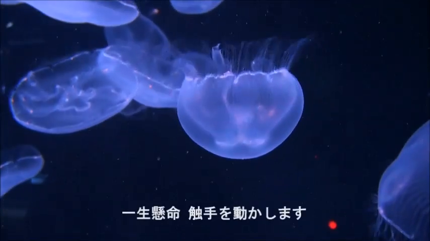 jellyfish segmentation Instance Segmentation Dataset and Pre-Trained Model by jellyfish segment