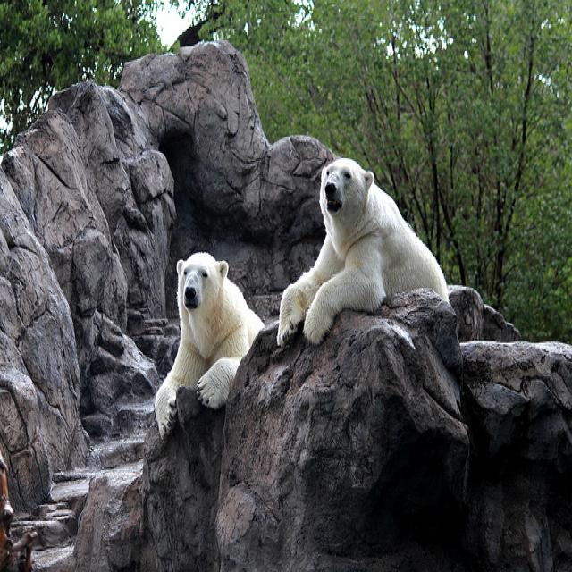 Bear Detection 2 Object Detection Dataset by Licenta