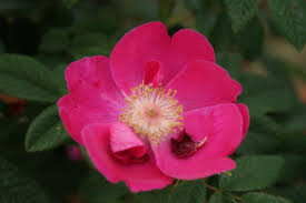 detect flower soecies Object Detection Dataset by Project