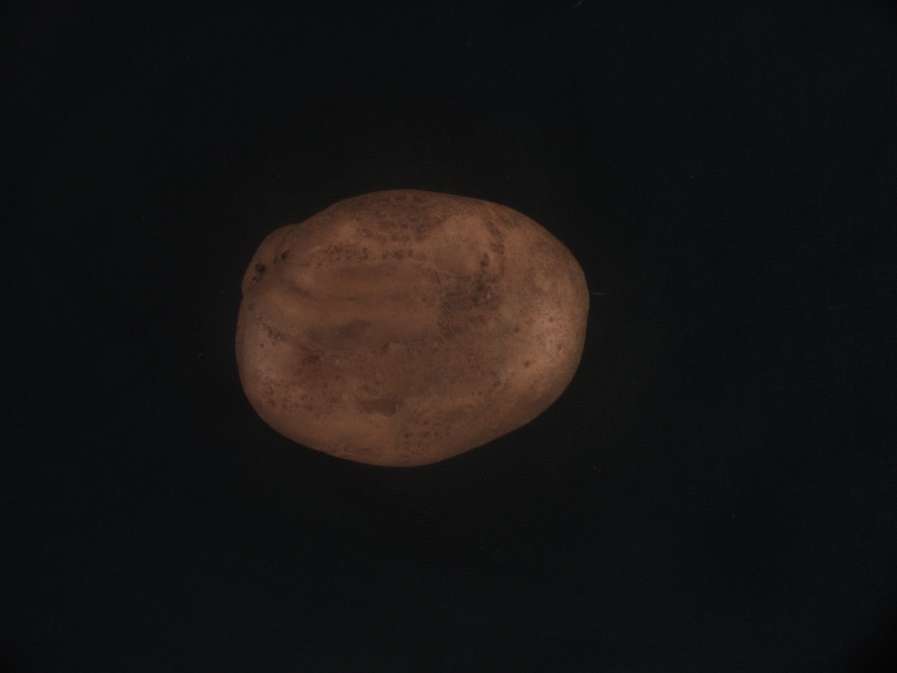 Potato crack detection Object Detection Model by paddy disease