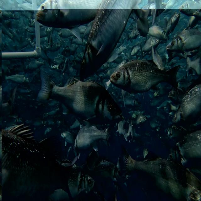 Fish Instance Segmentation Model by fishs