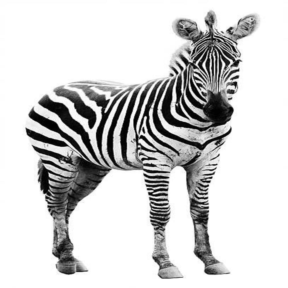 Zebra Object Detection Dataset by PRACTICAS PREPROFESIONALES