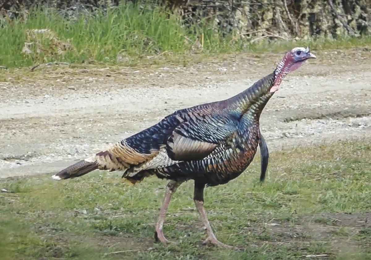Turkey Object Detection Dataset By Practicas Preprofesionales