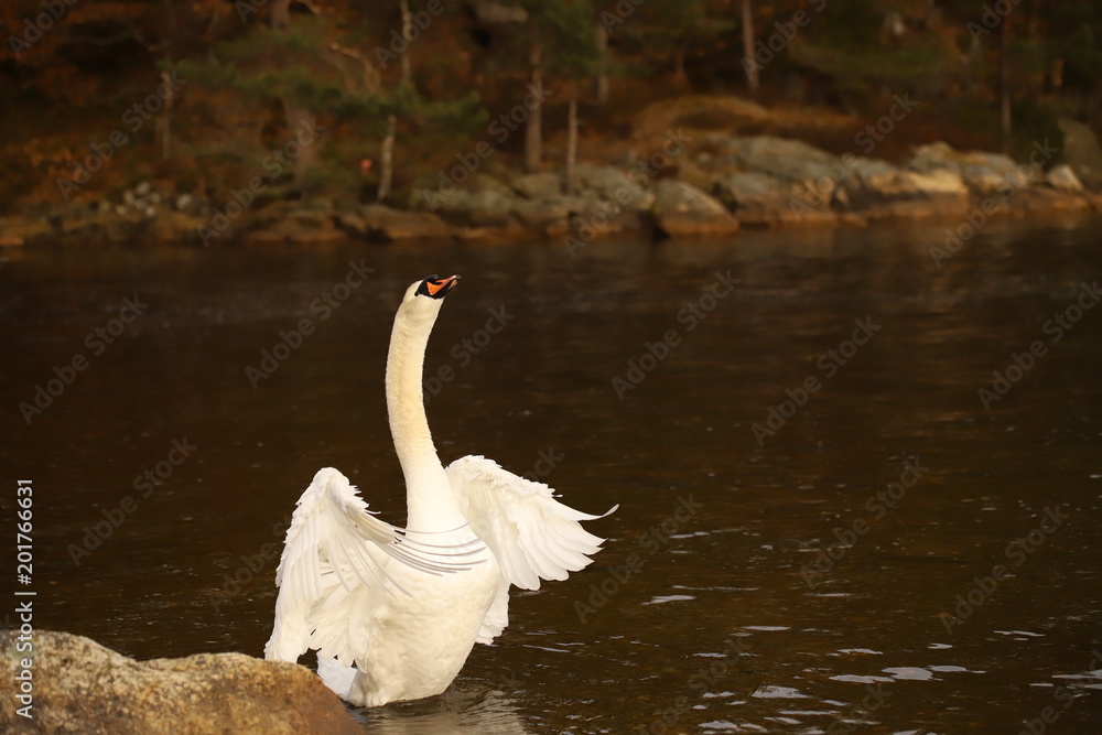 Swan Object Detection Dataset By Practicas Preprofesionales