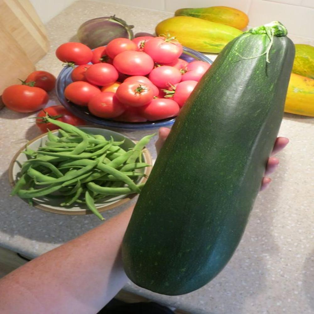 Zucchini Object Detection Dataset By Practicas Preprofesionales
