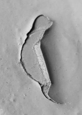 aircraft-skin-defects-classification-new-dataset Classification Model ...