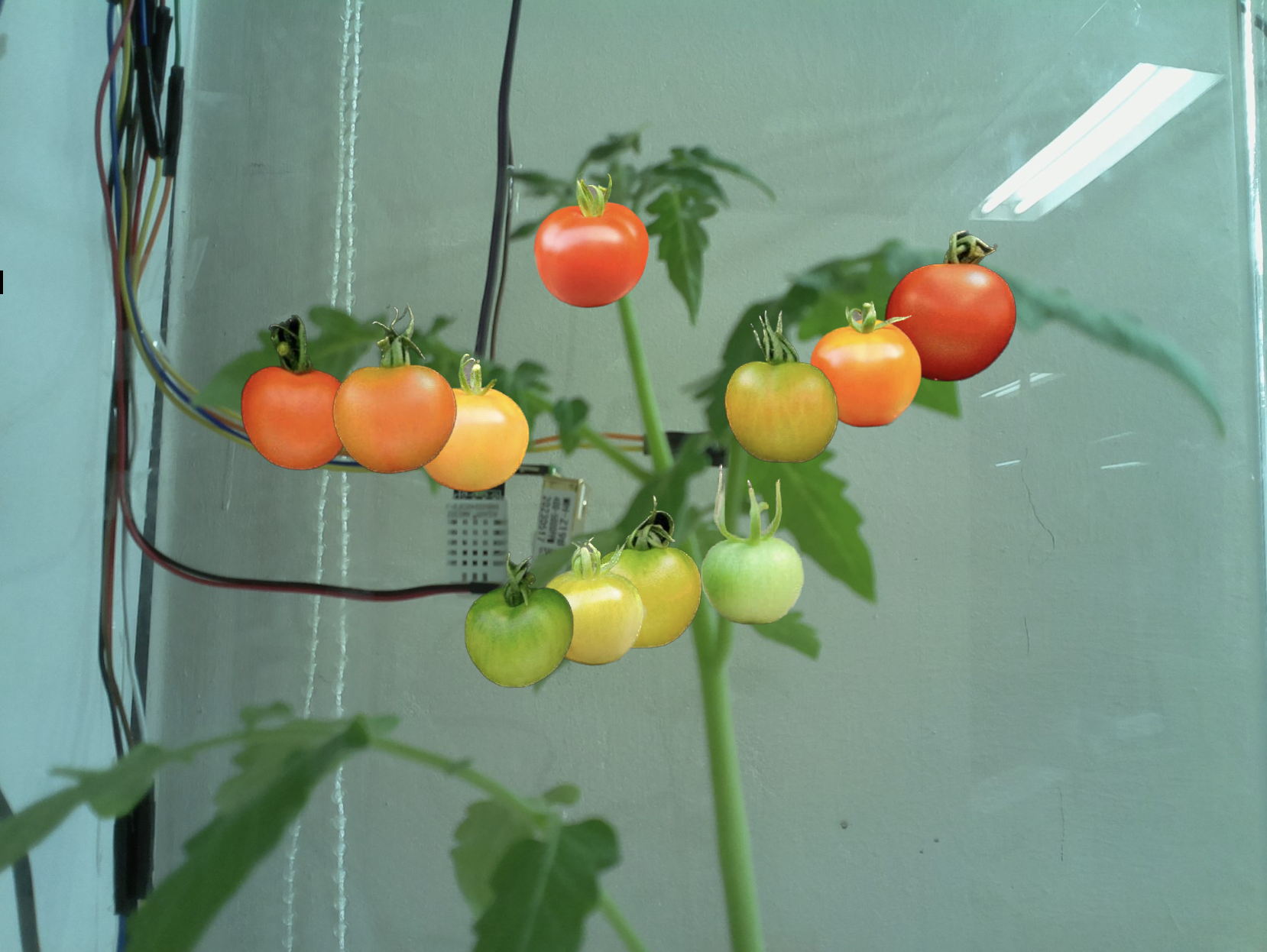 cherry tomato Object Detection Model by vipfarm