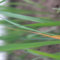 rice_leaf_disease_segmentation Instance Segmentation Dataset by javeria