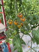 cherry tomato Instance Segmentation Model by personal